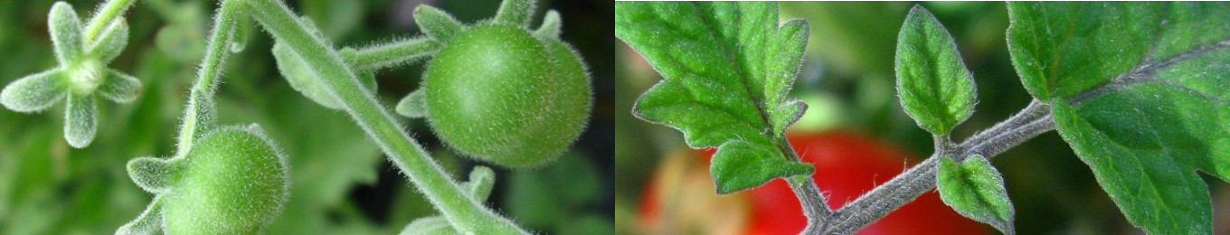 Solanum spp. genome projects